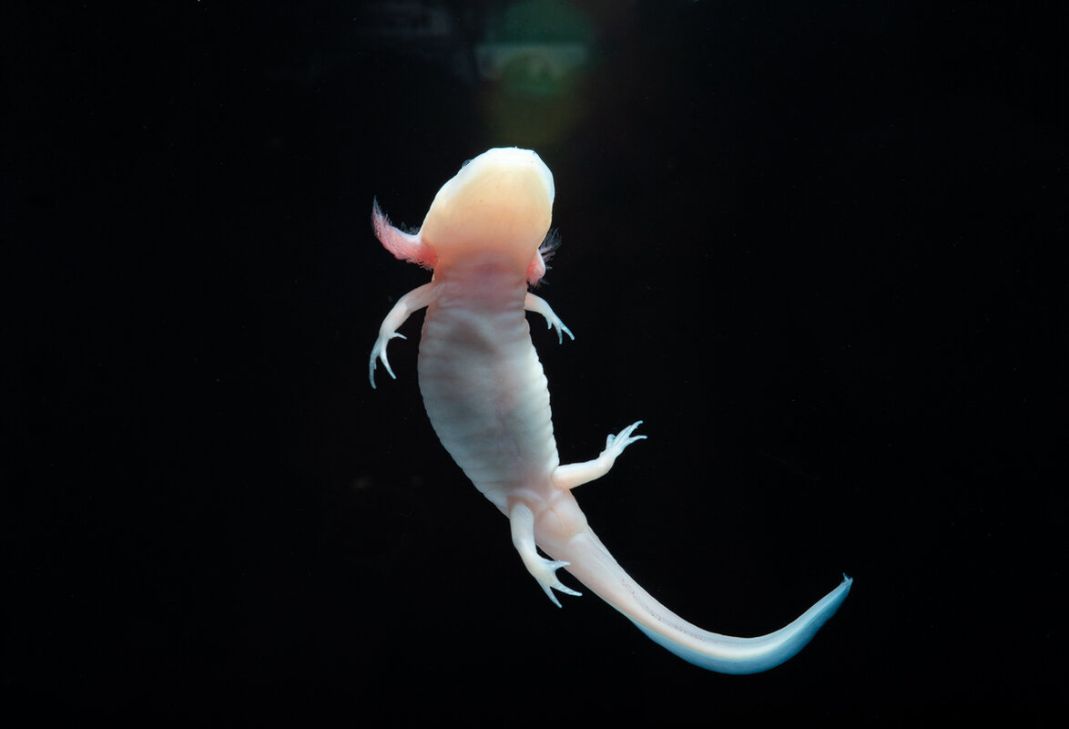 Principles of limb regeneration in salamanders show link to mammals ...