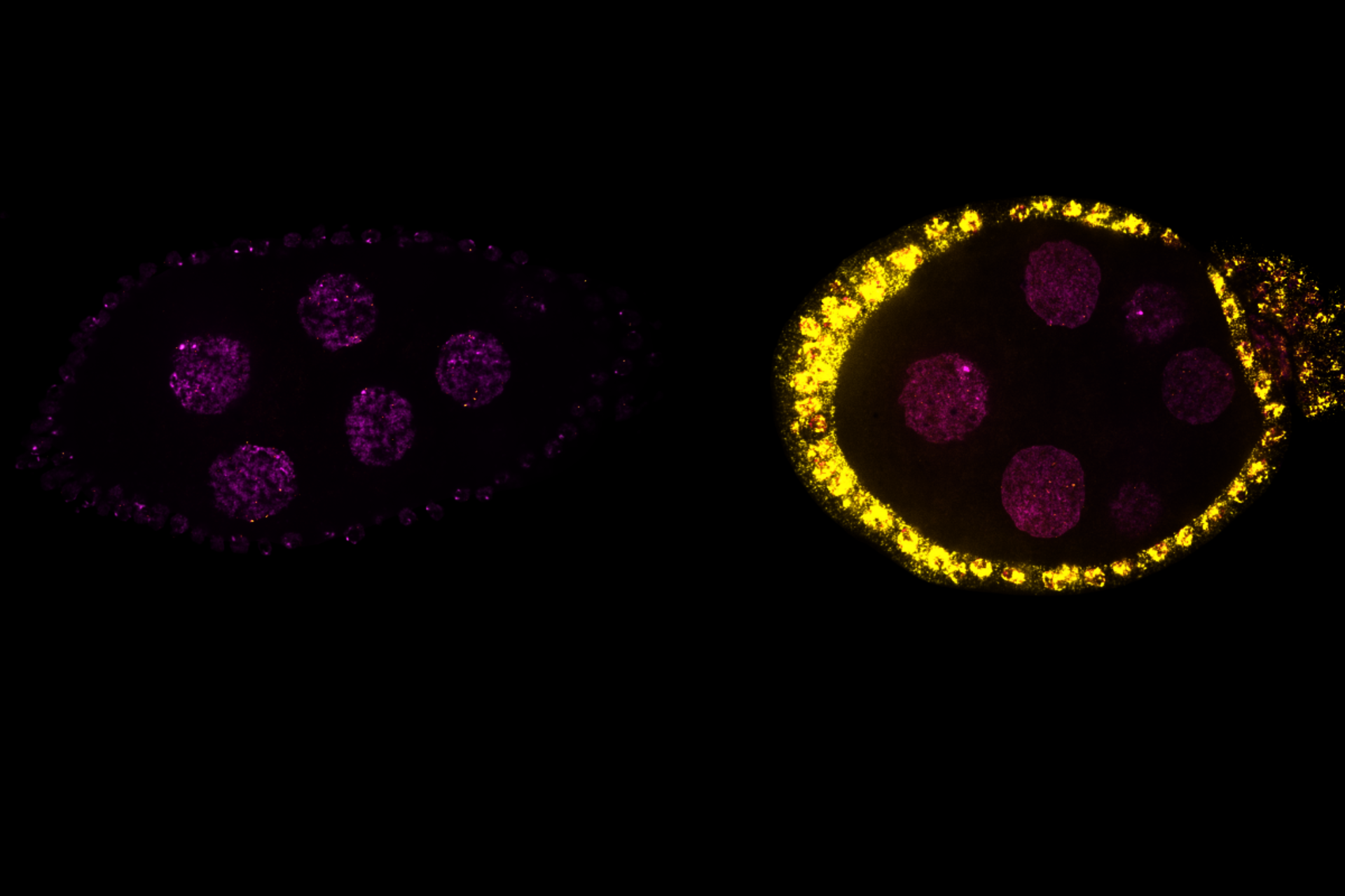 The beginning of the end: Vienna BioCenter collaboration reveals how ...