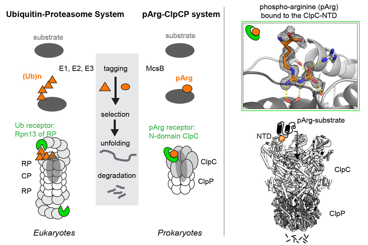 Tim Clausen | Protein Quality Control | Research Institute of Molecular ...