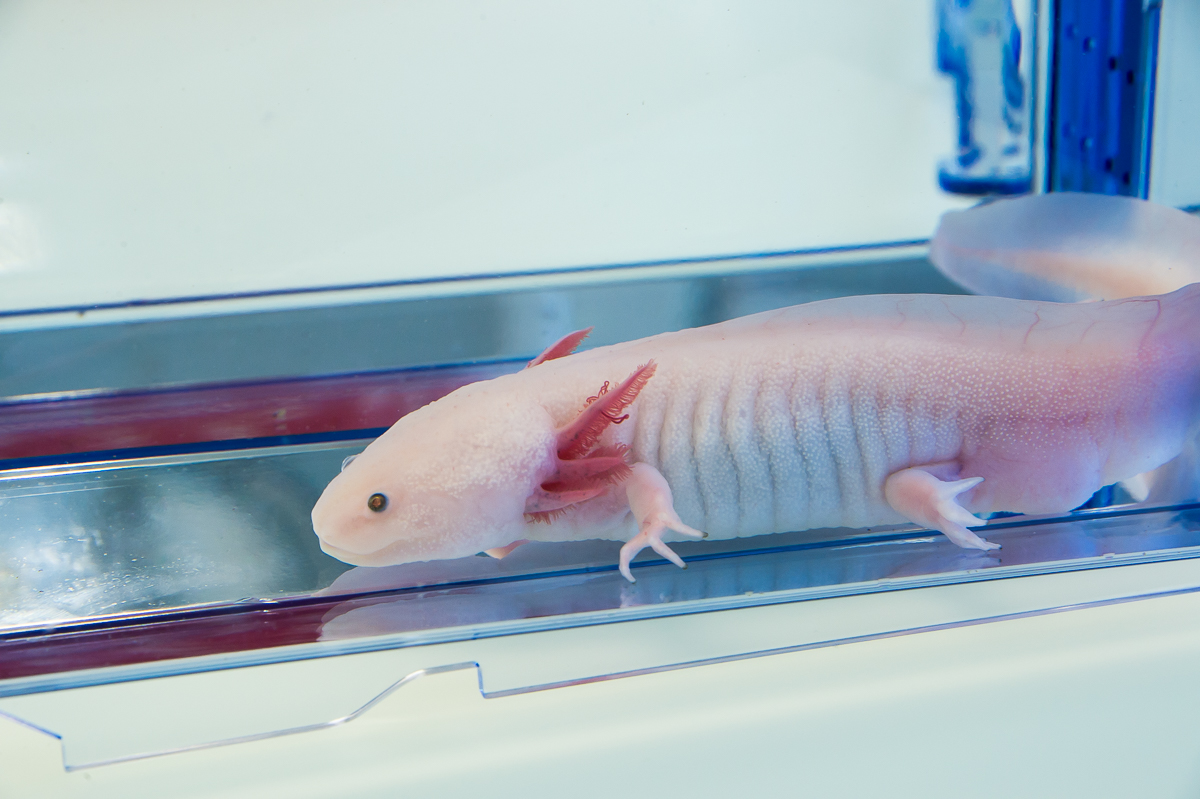 Ernst Schering Prize 2017 for Elly Tanaka | Research Institute of ...