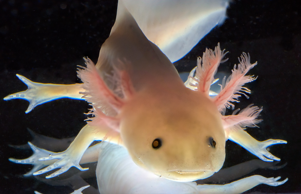 Principles of limb regeneration in salamanders show link to mammals ...