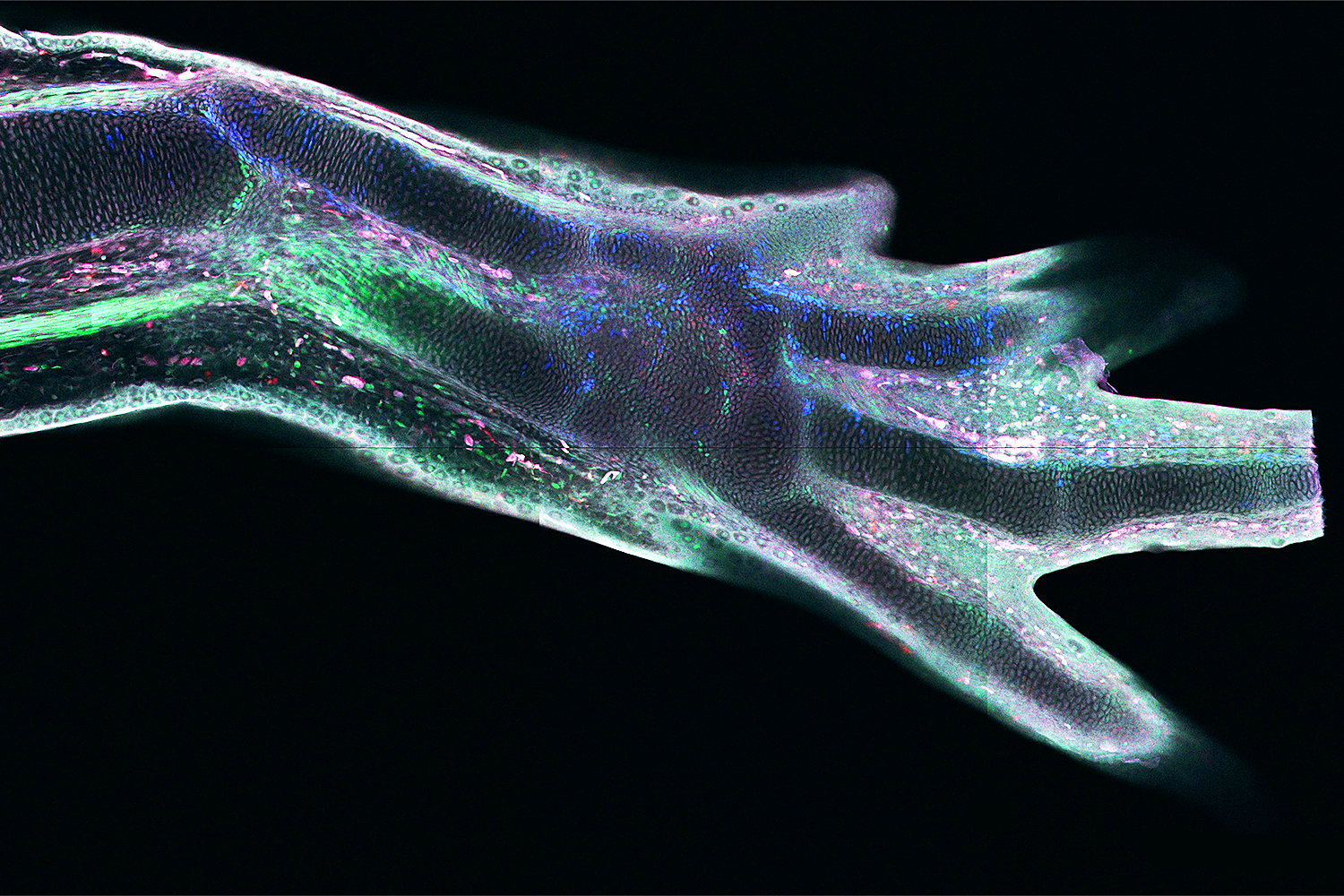 Chromatin signals steer local programs for axolotl limb regrowth ...