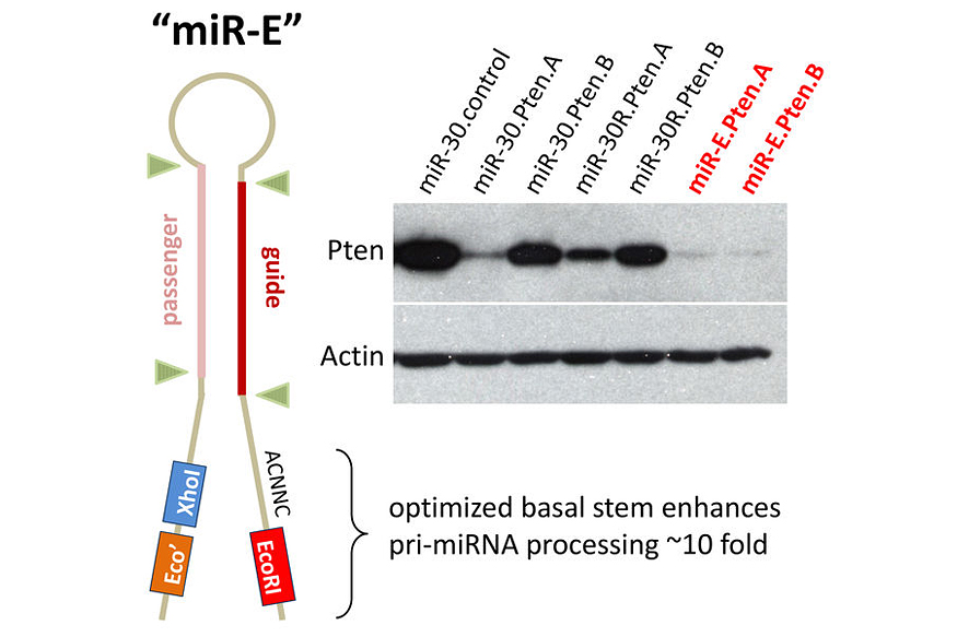 Johannes Zuber | Cancer Drug Targets | RNAi | Research Institute of ...